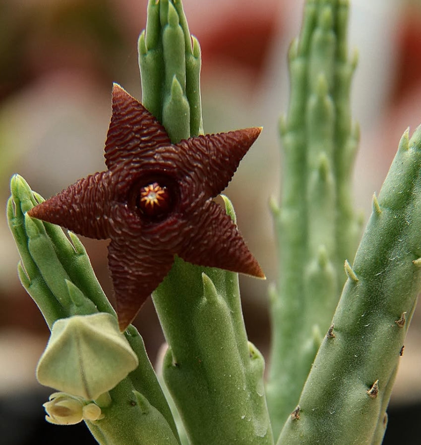 Stapelia kwebensis seeds – Rarexoticseeds
